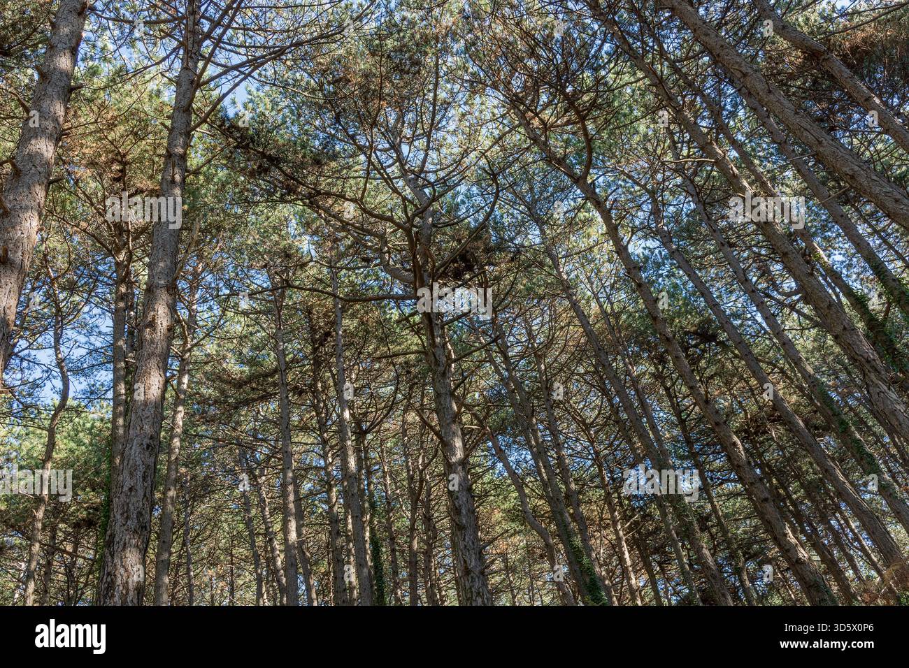Black Pine Forest, Pinus nigra, Vrmac Mountain, Montenegro. Ancient ...