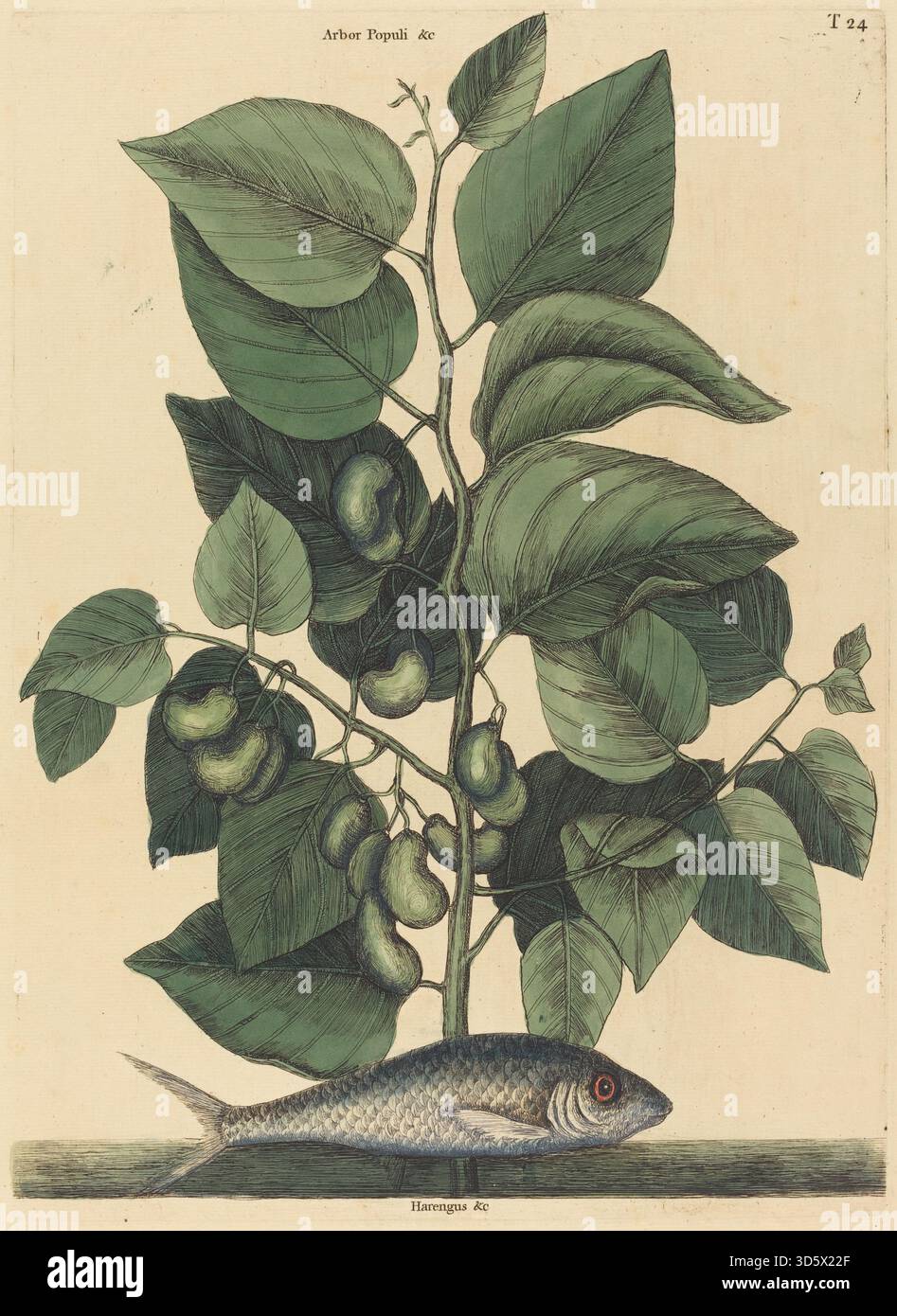 Illustration of the Pilchard (Argentina carolina) by Mark Catesby ...