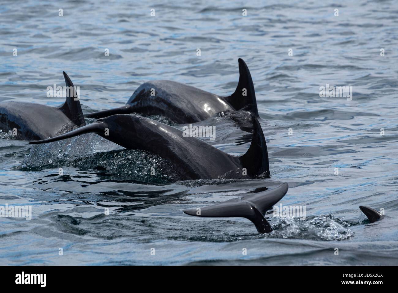 Dolphins follow a tour boat off Isla Coronado, Sea of Cortez, Baja ...