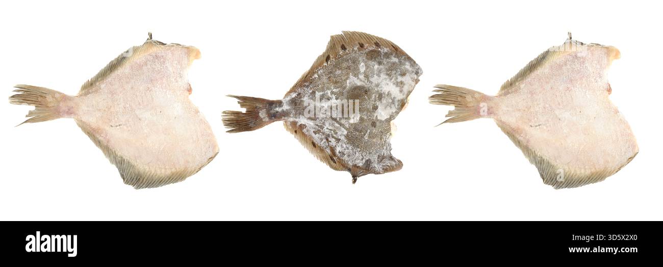Three frozen flatfish cuts arranged on a white background, showing ...