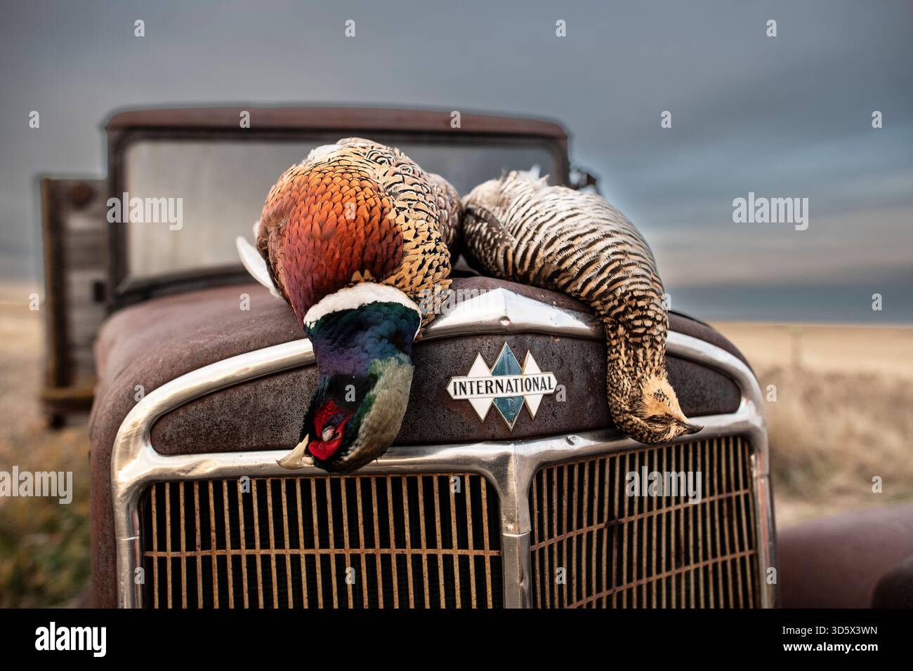 Pheasant and Prairie Chicken Hunting in South Dakota Stock Photo - Alamy