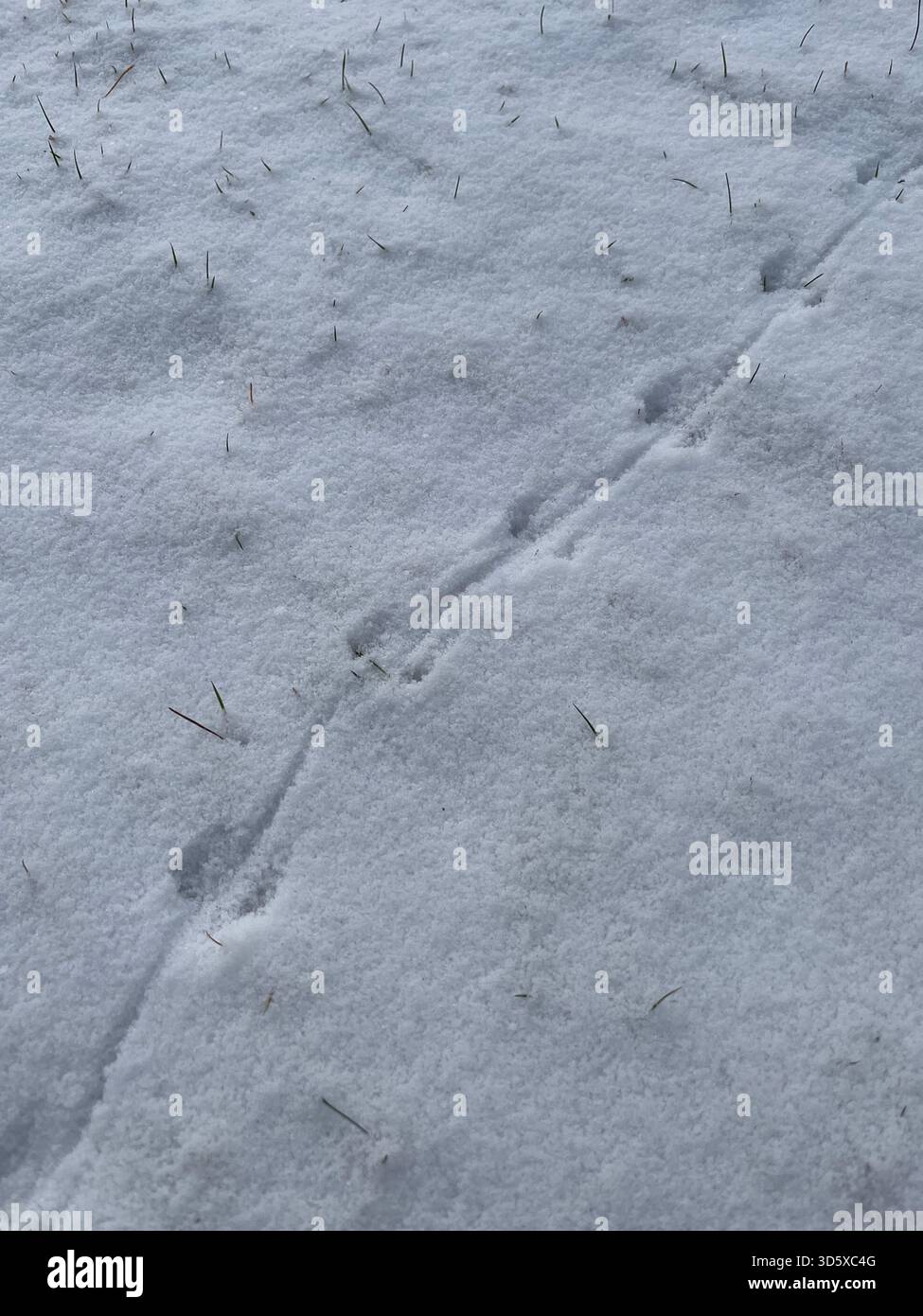 Mouse tracks in snow Stock Photo - Alamy