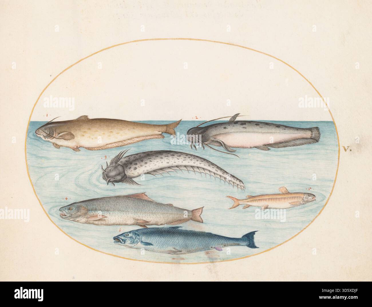 A circa 1575–1580 plate by Joris Hoefnagel from 'Animalia Aqvatilia et ...