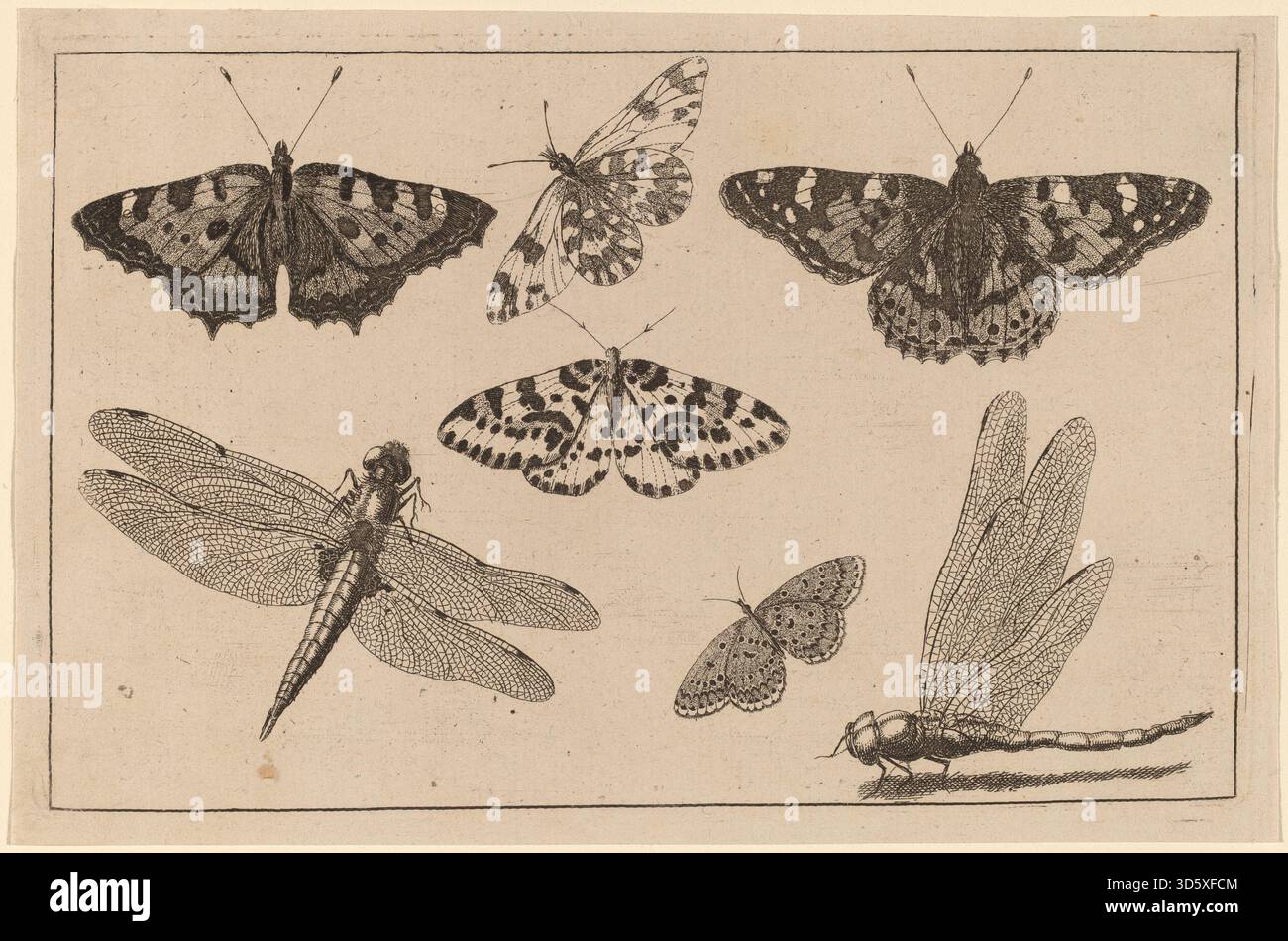 Detailed insect rendering hi-res stock photography and images - Alamy