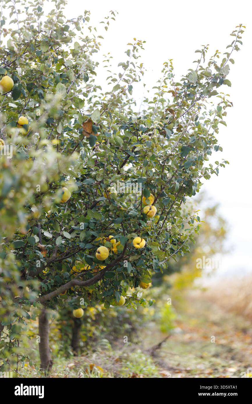 Quince trees with ripe fruits. Orchard of quince trees with ripe yellow ...