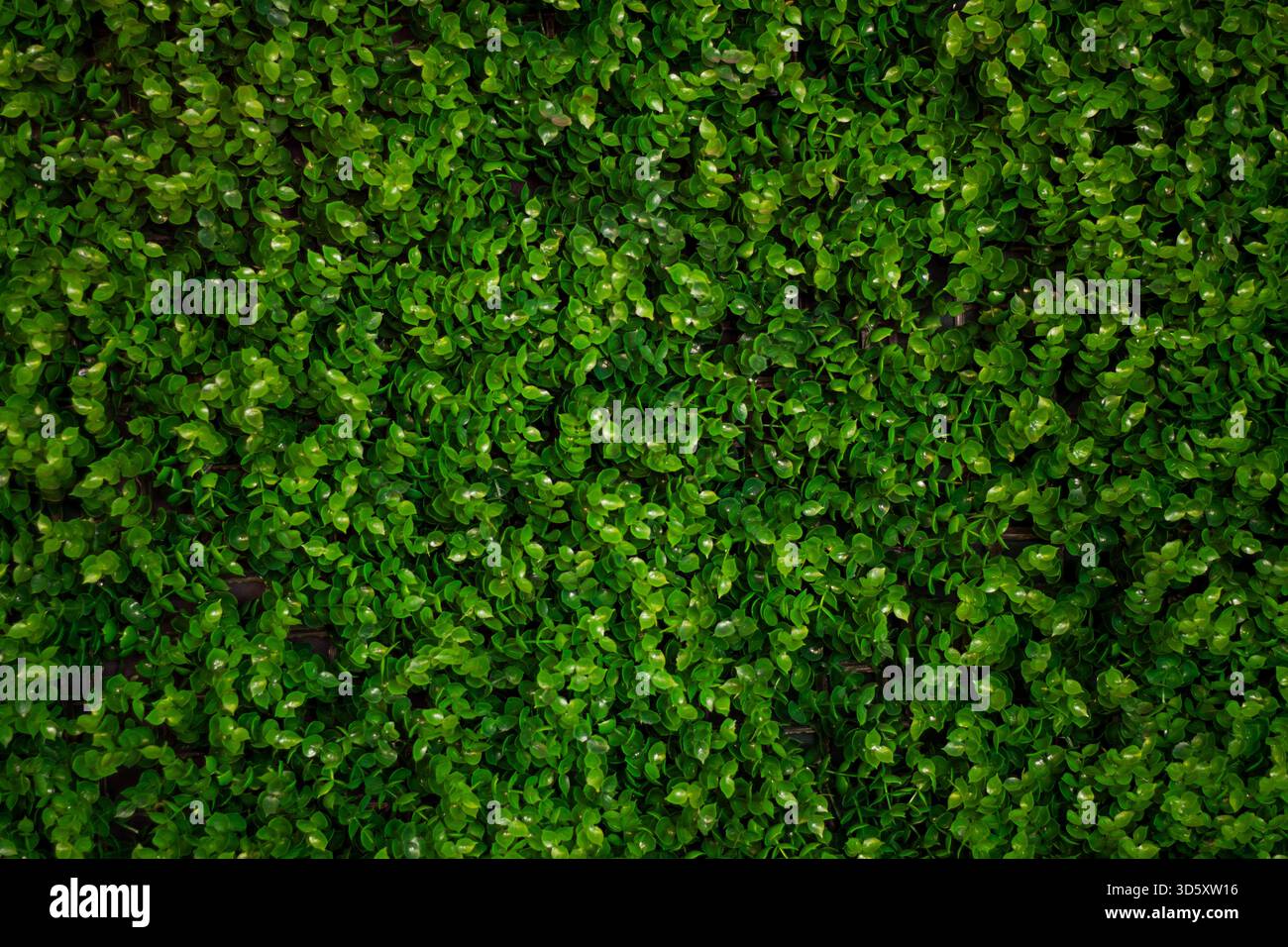 Dense green hedge close-up of vibrant foliage for nature and garden ...