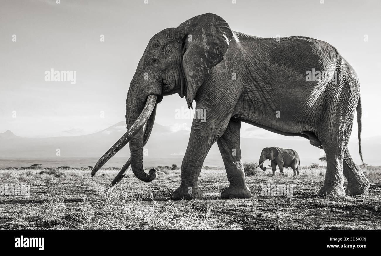 Black and white, African elephant (Loxodonta africana), the famous ...