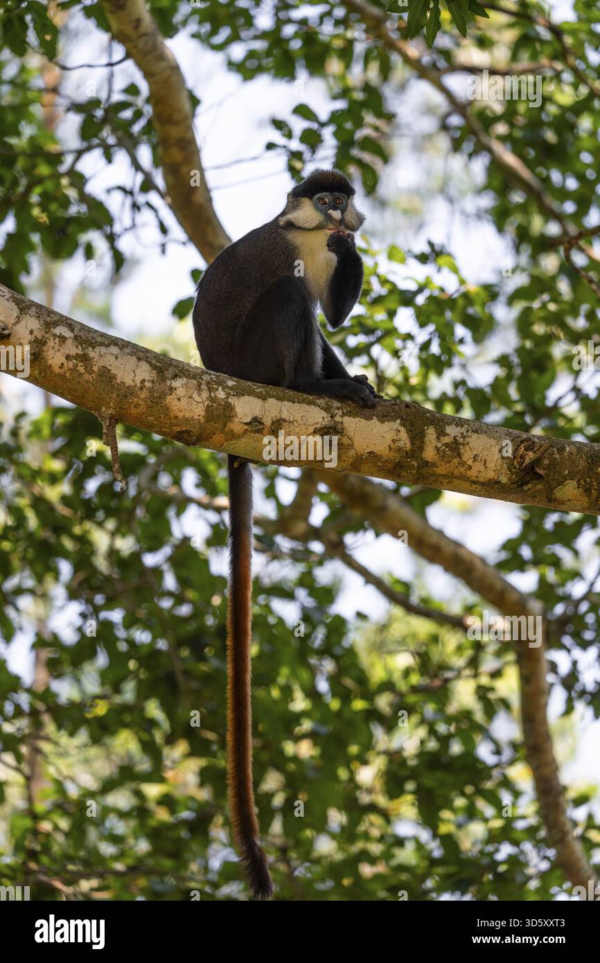 Red-tailed monkeys or Congo white-nosed monkeys (Cercopithecus ascanius ...