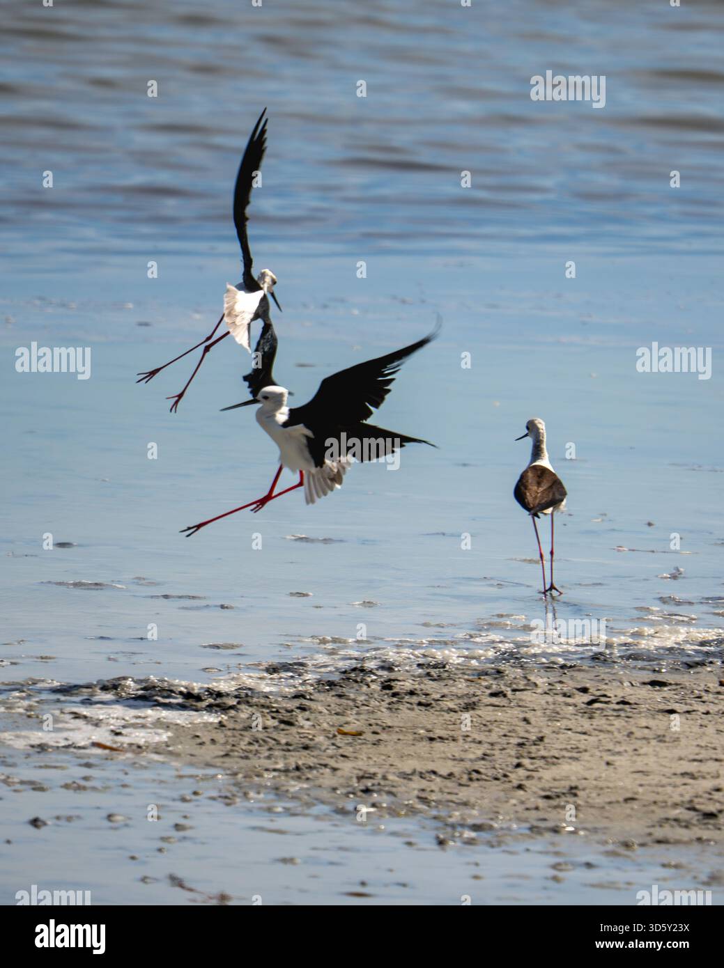 Black winged stilts interacting and standing on a coastal shoreline ...