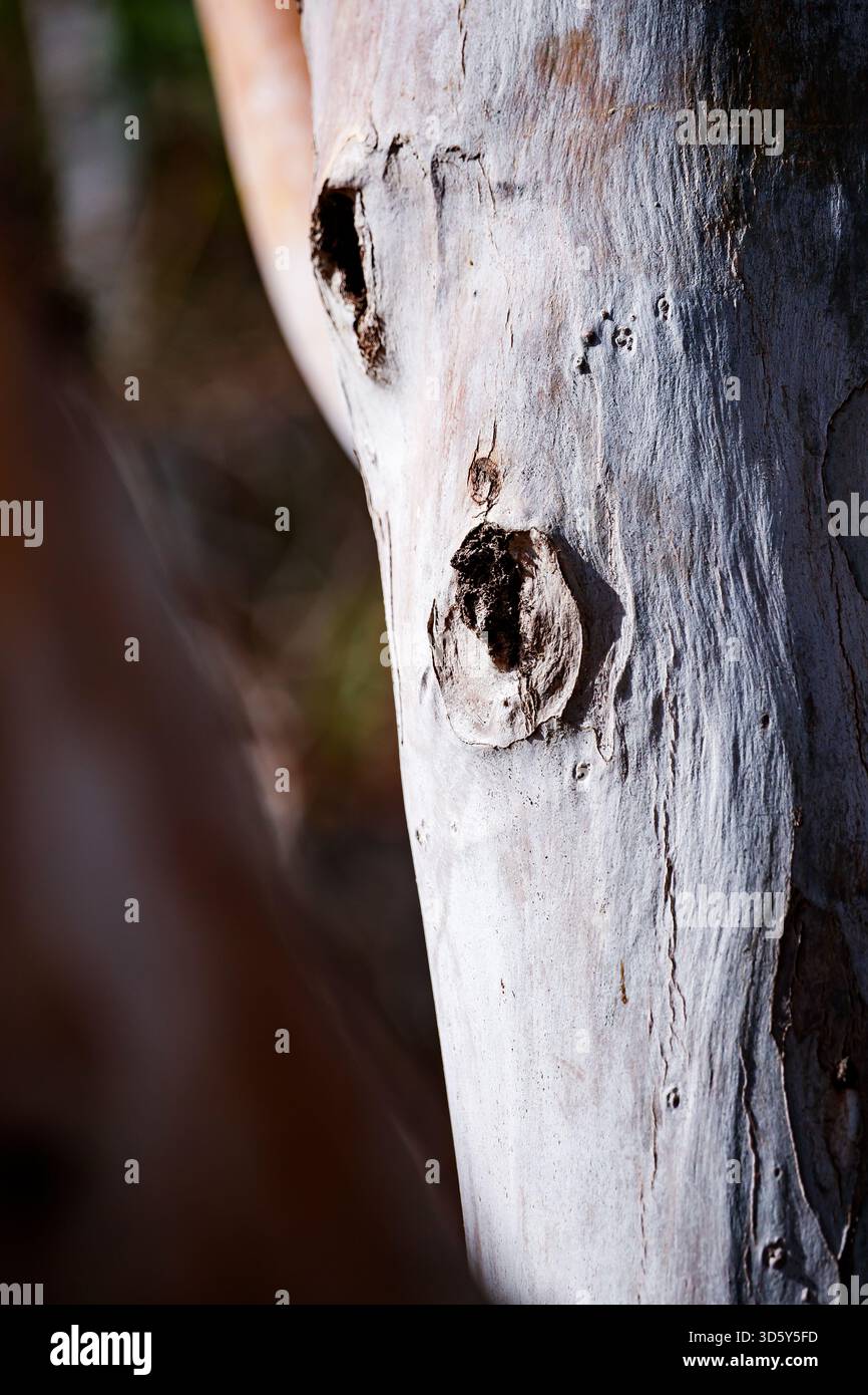 A close-up, high-key image of a pale, smooth eucalyptus trunk. The ...