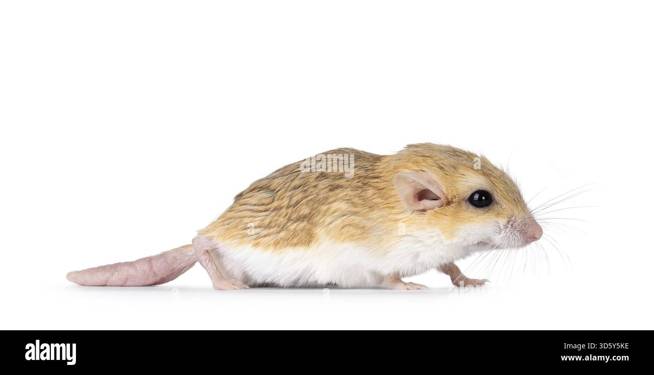Side view of Fat tailed gerbil aka Pachyuromys duprasi, standing side ...
