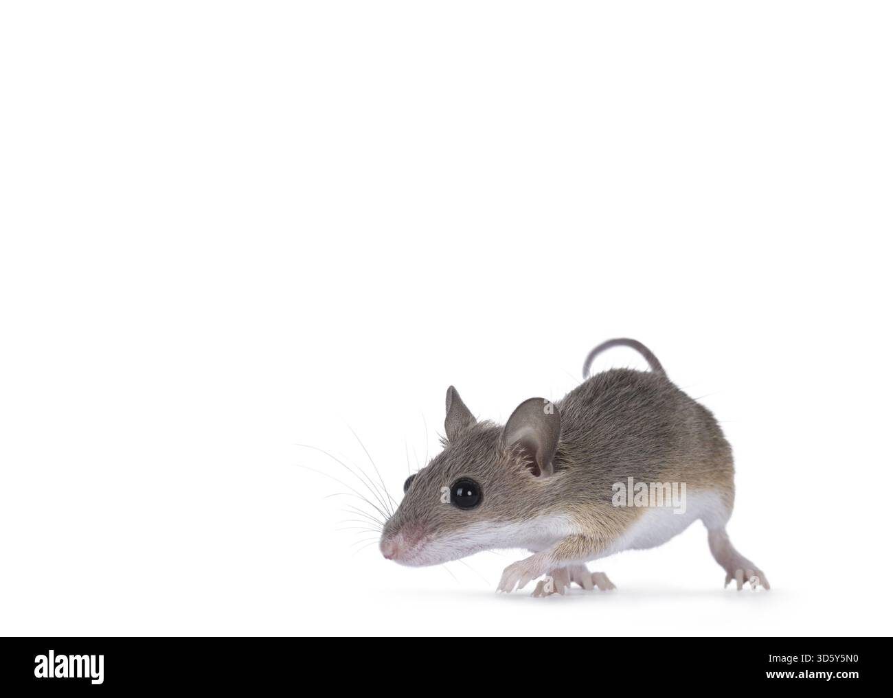 African pygmy mouse aka Mus minutoides and smallest rodent in the world ...