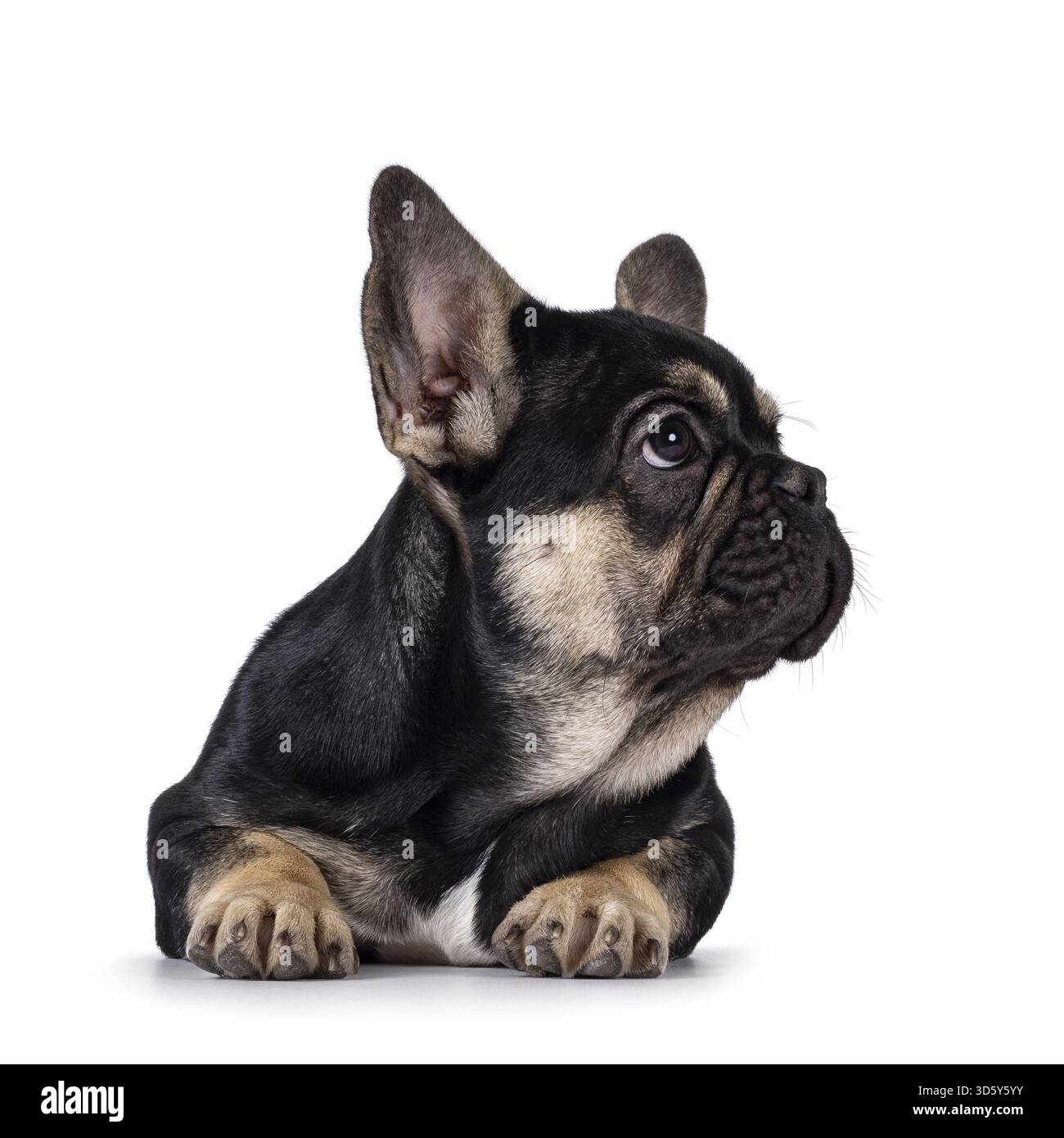 Cute black with brown french Bulldog dog puppy, laying down facing ...