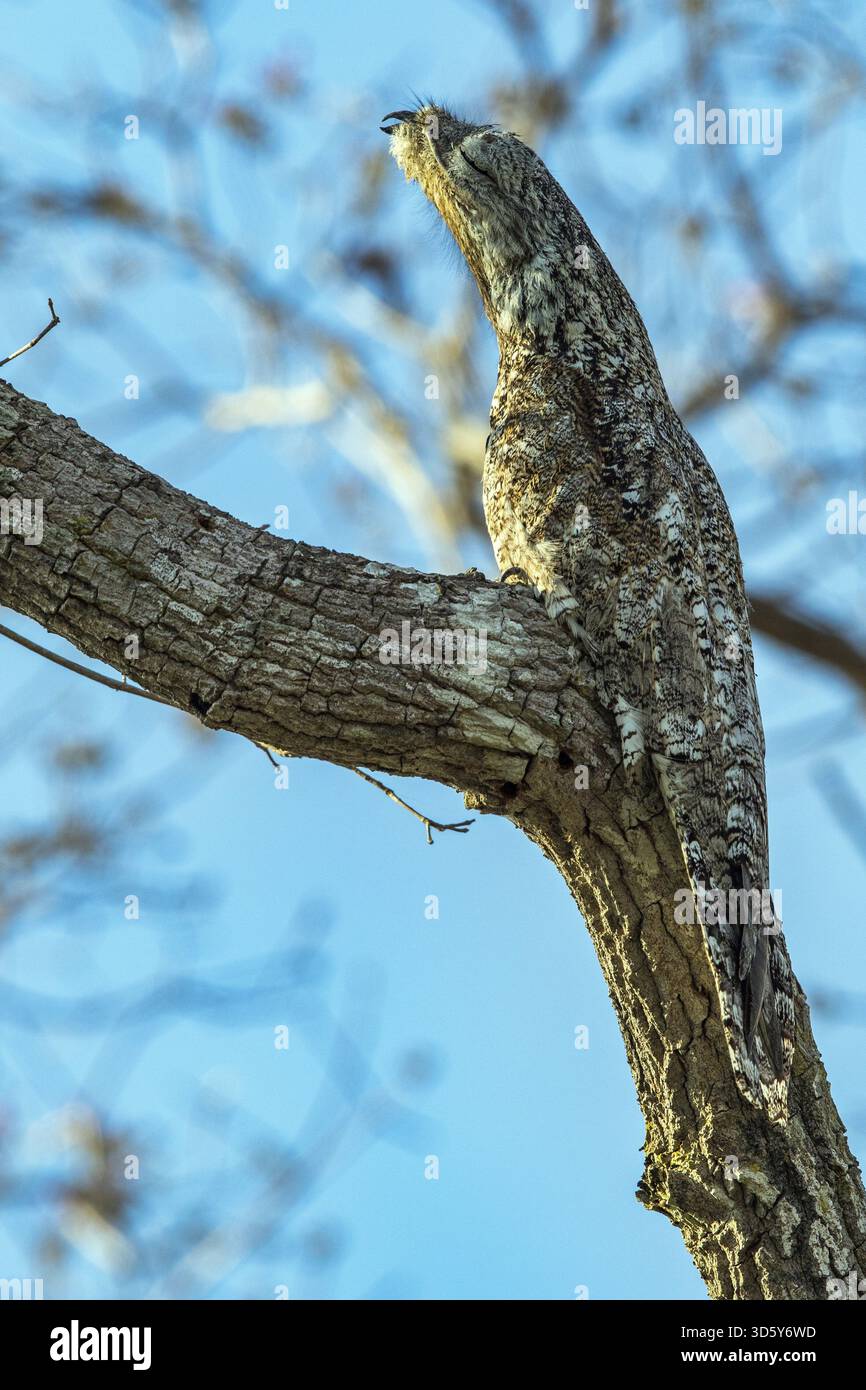 Giant Potoo (Nyctibius grandis), Pantanal, South Africa Stock Photo - Alamy