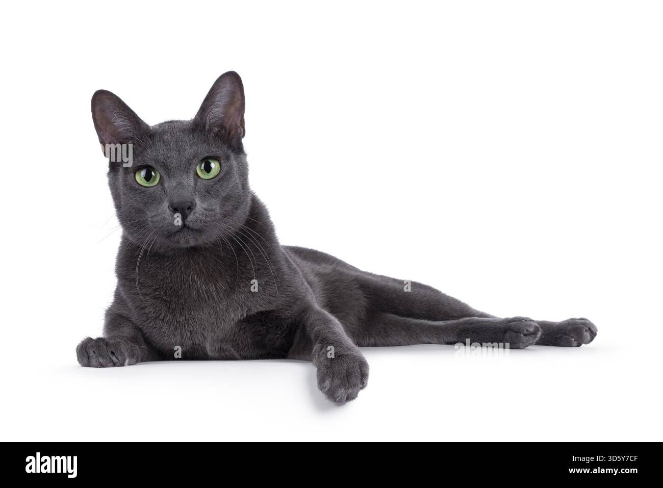 Mesmerizing eyes Cut Out Stock Images & Pictures - Alamy