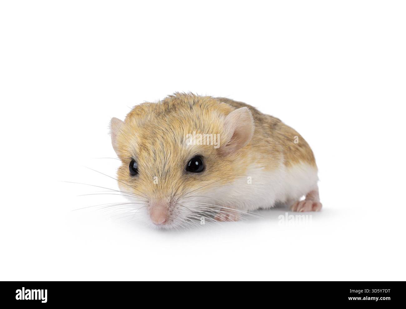 Front view of Fat tailed gerbil aka Pachyuromys duprasi, standing ...