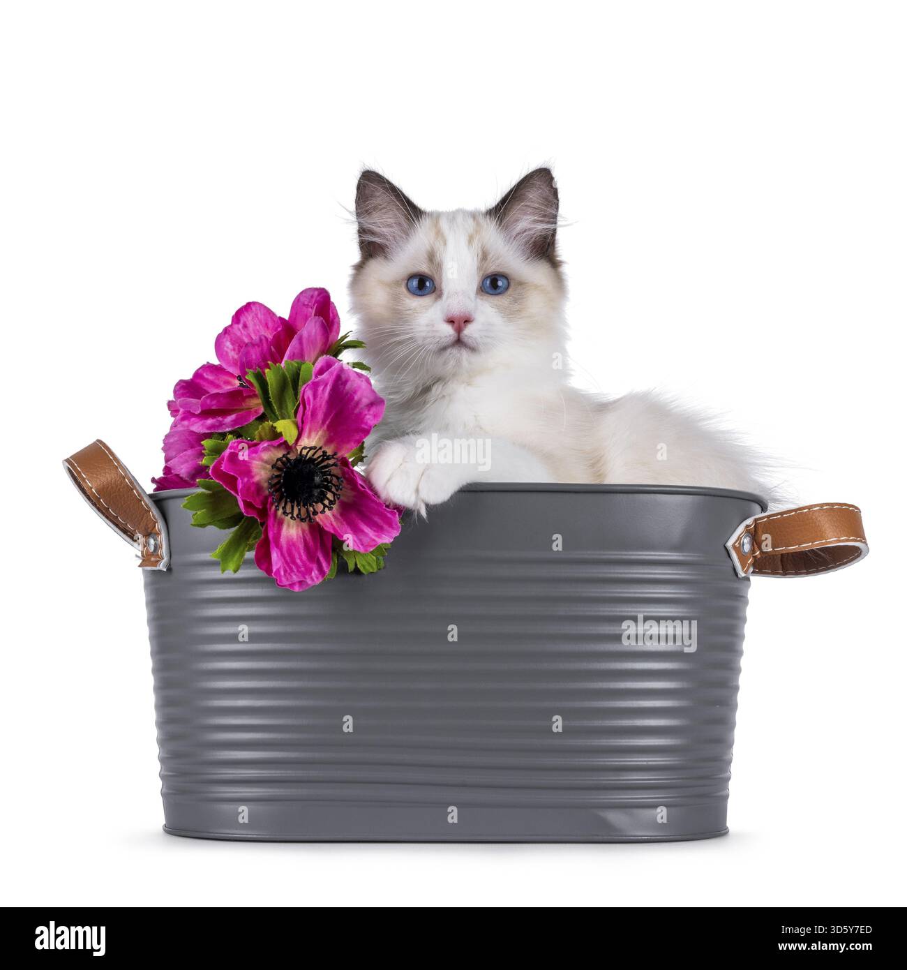 Pink paw Cut Out Stock Images & Pictures - Alamy