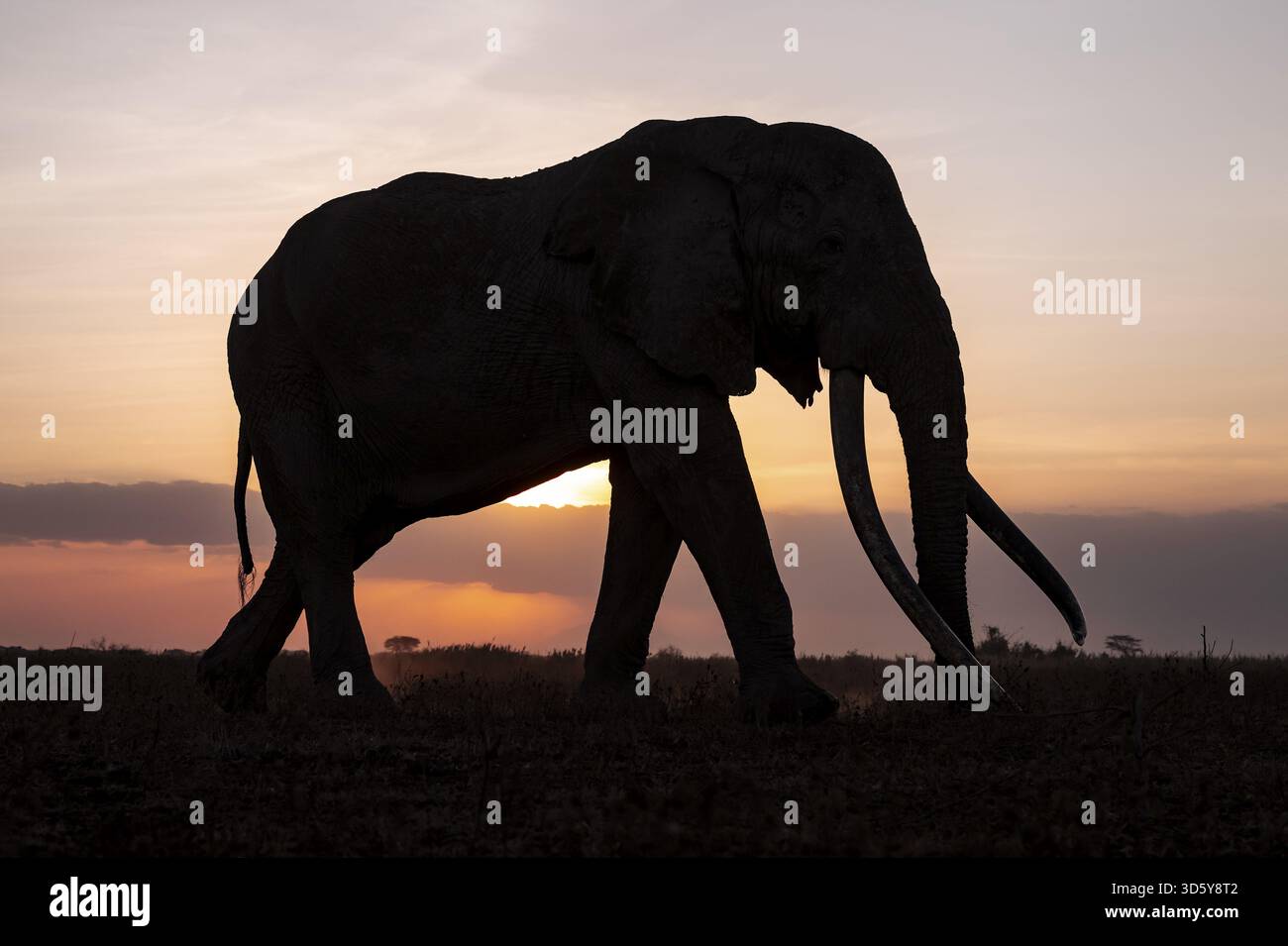 Backlight, African elephant (Loxodonta africana), the famous Super ...