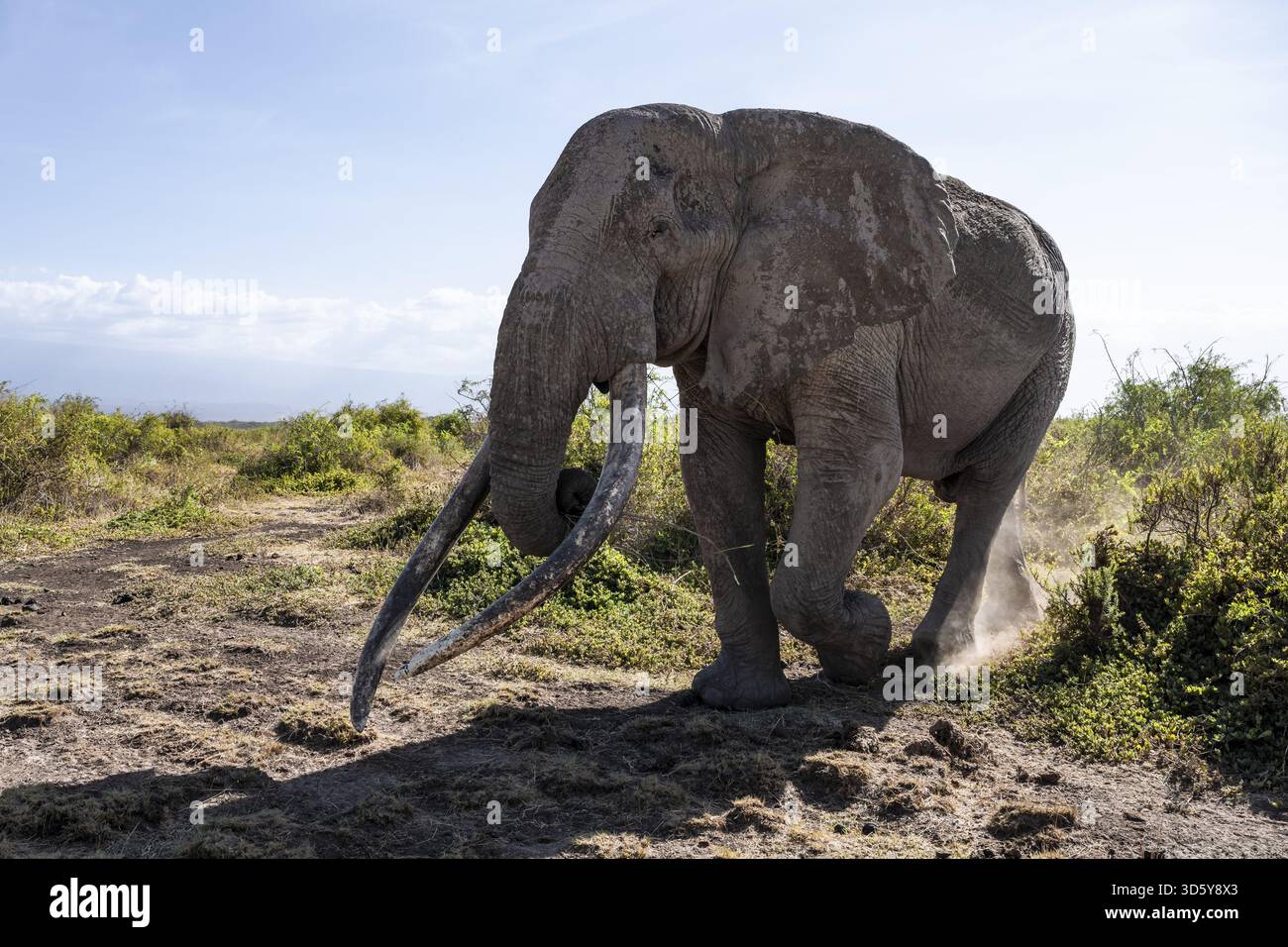 African elephant (Loxodonta africana), the famous Super Tusker elephant ...