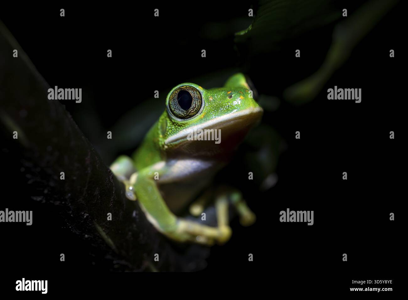 Forest climbing frog (Leptopelis barbouri) in the jungle, night view ...