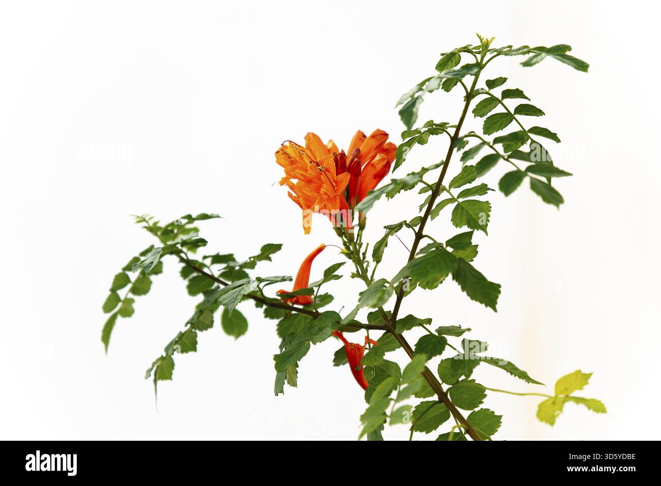 Tecoma capensis plant featuring vibrant orange, trumpet-shaped flowers ...