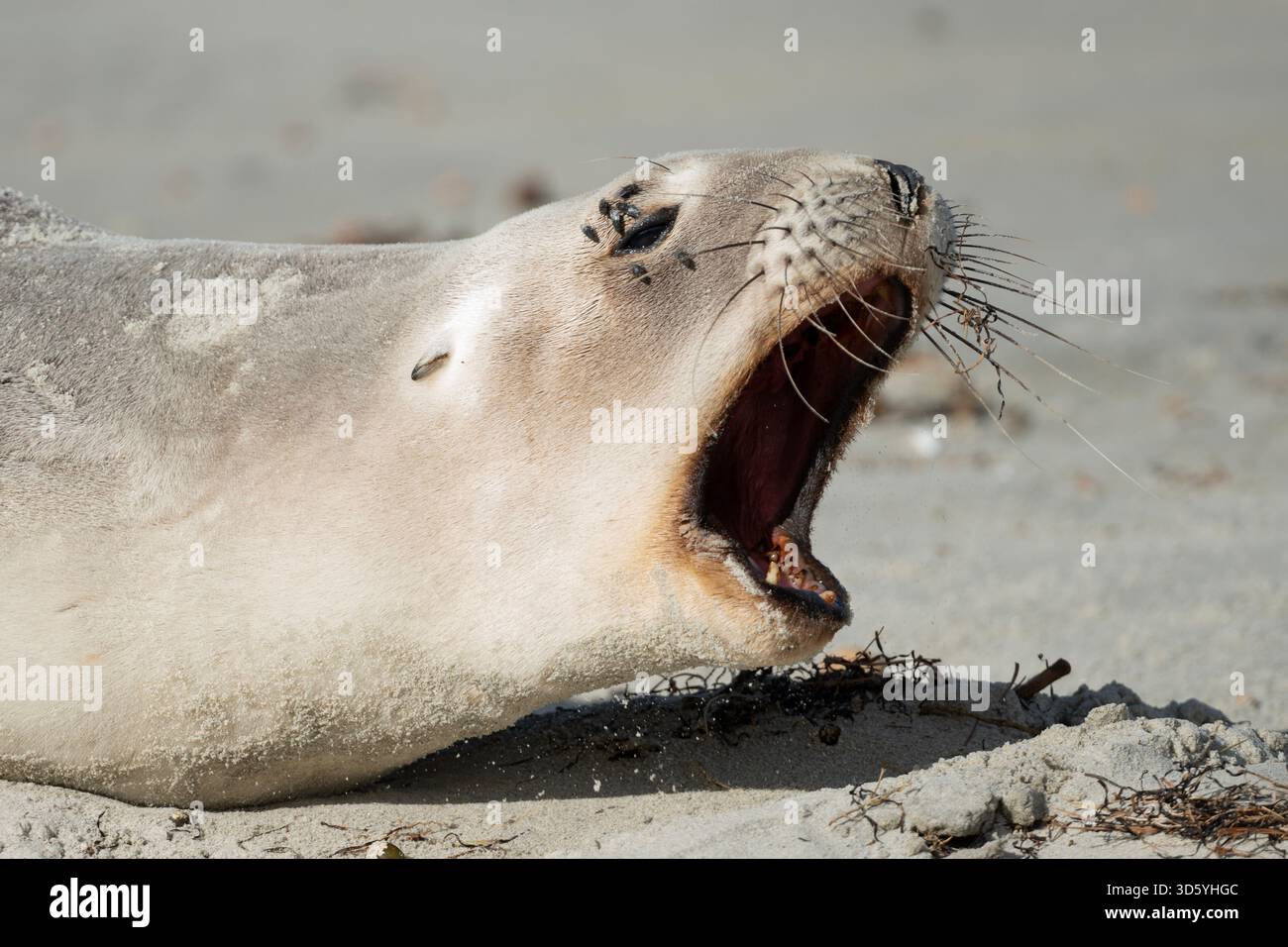 Yawning female New Zealand Sea Lion, Phocarctos hookeri, classified as ...