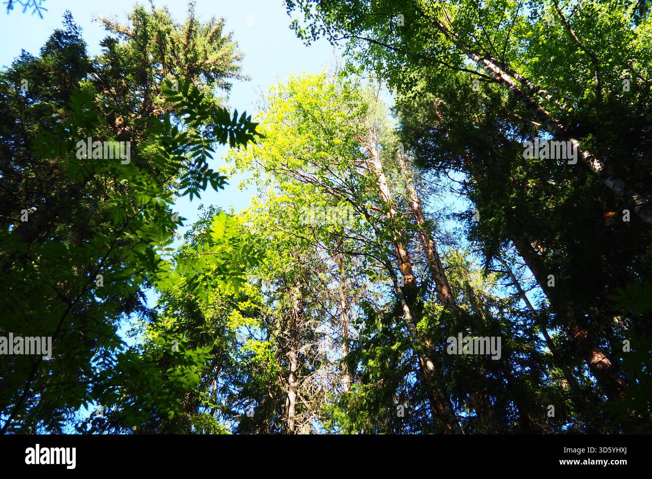 Taiga biome dominated by coniferous forests. Picea spruce, genus of ...