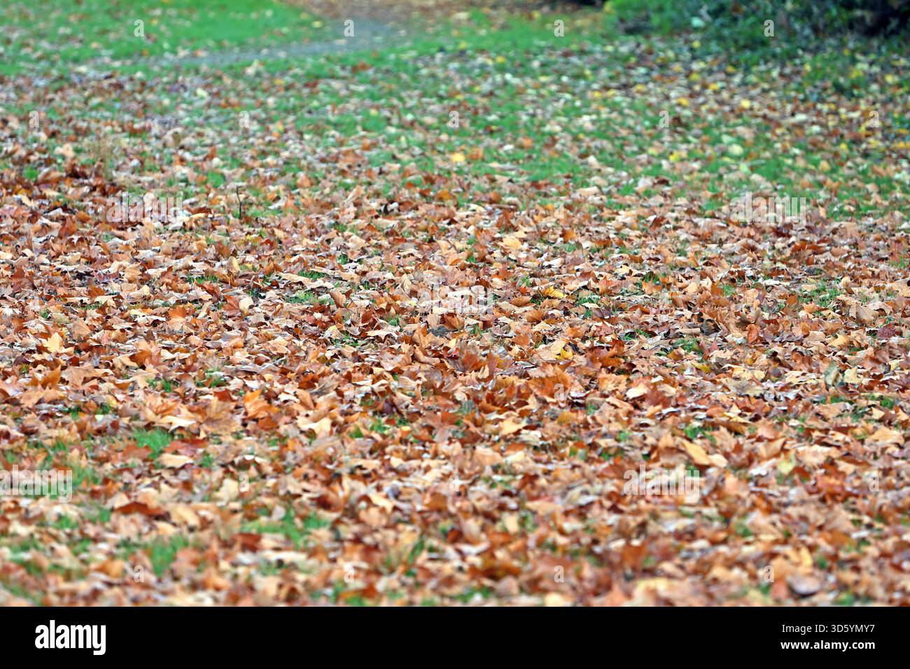 Laubfall im Herbst Herabgefallenes Herbstlaub einer Platane bedeckt ...