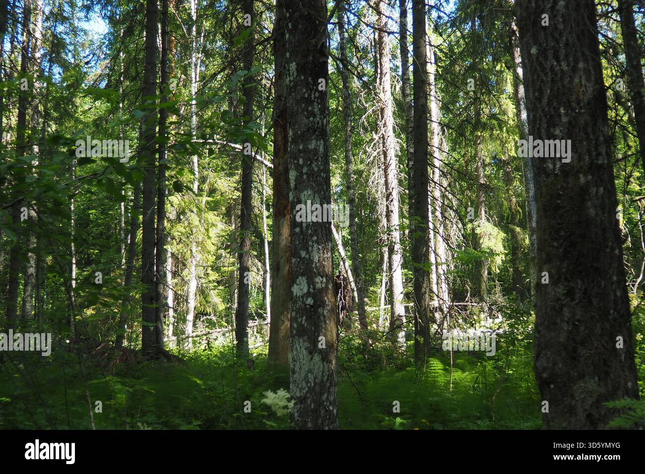 Taiga biome dominated by coniferous forests. Picea spruce, genus of ...