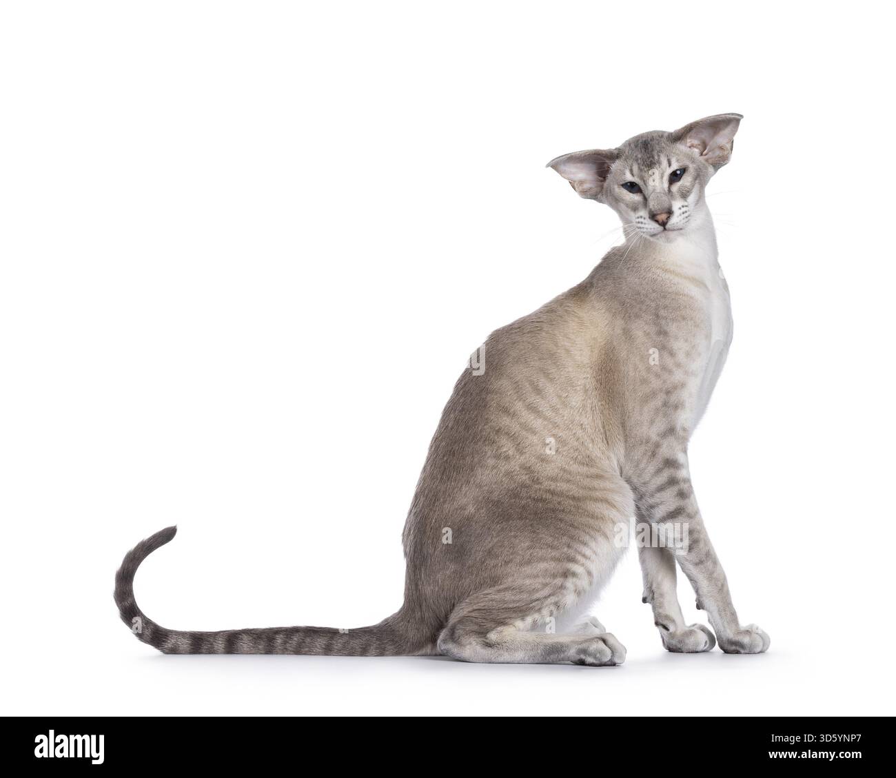 Blue photo camera adult Cut Out Stock Images & Pictures - Alamy