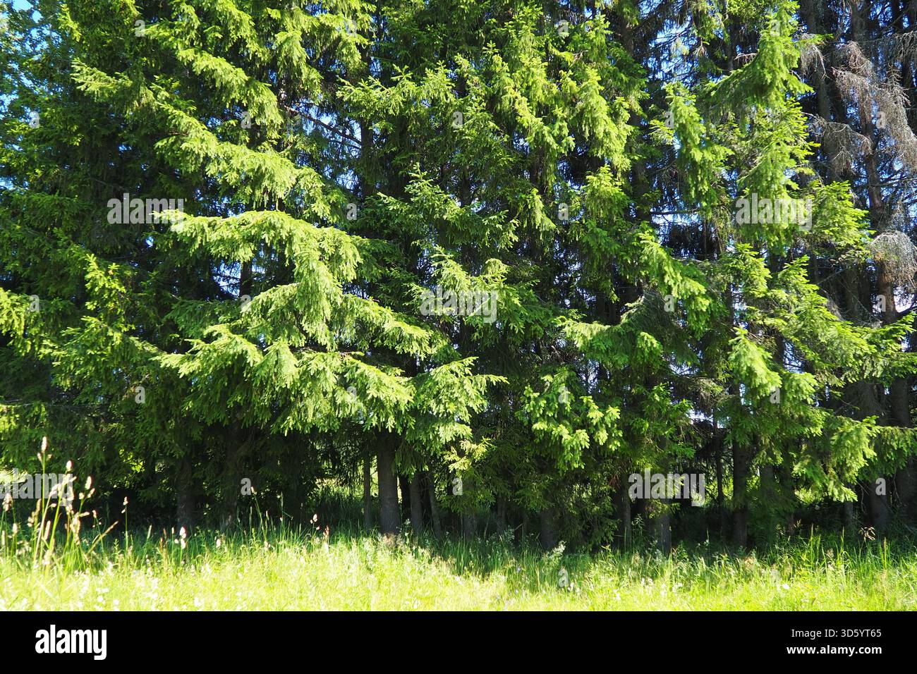 Taiga biome dominated by coniferous forests. Picea spruce, genus of ...