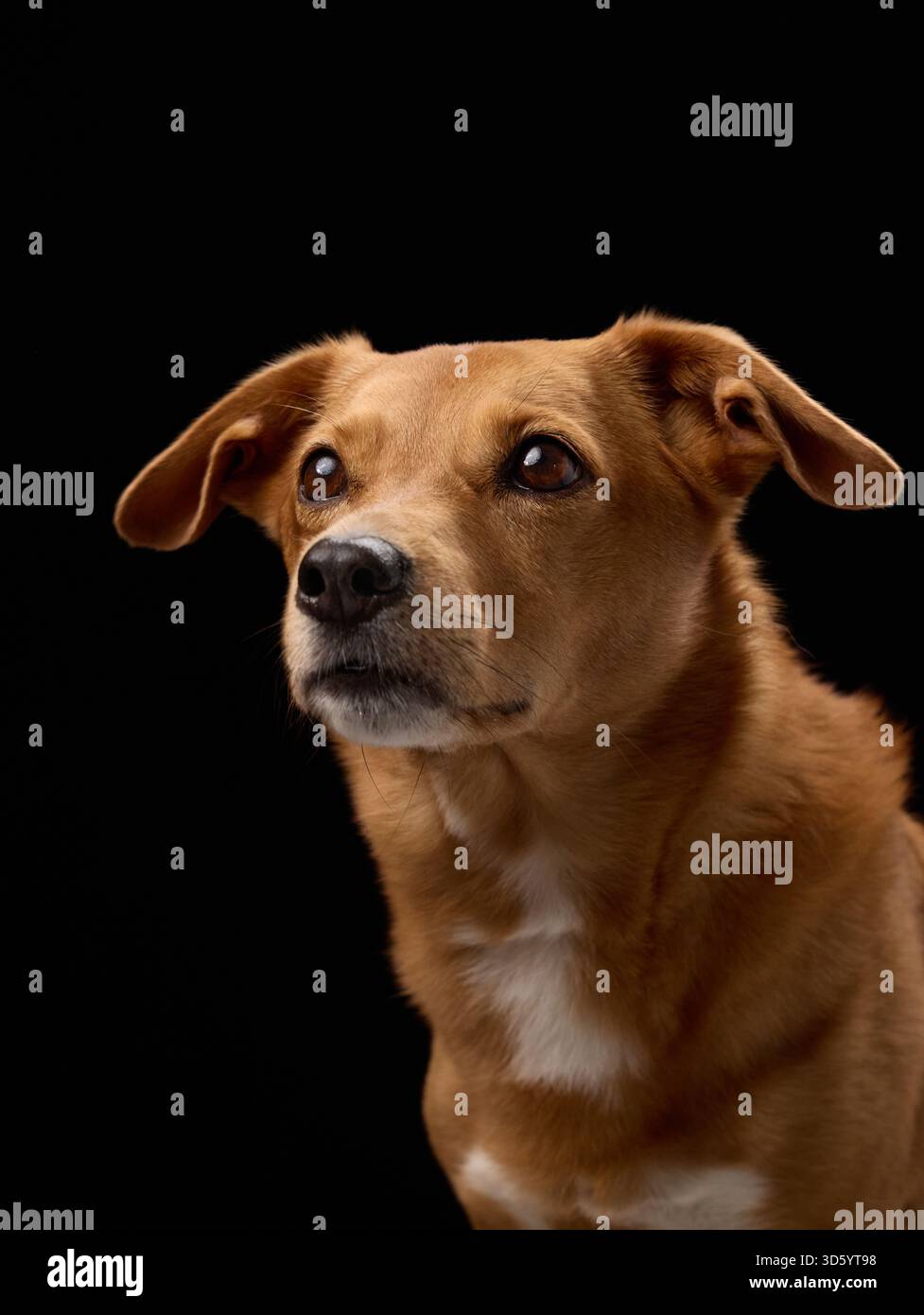 The dog turns slightly to the left with an alert gaze. The side ...