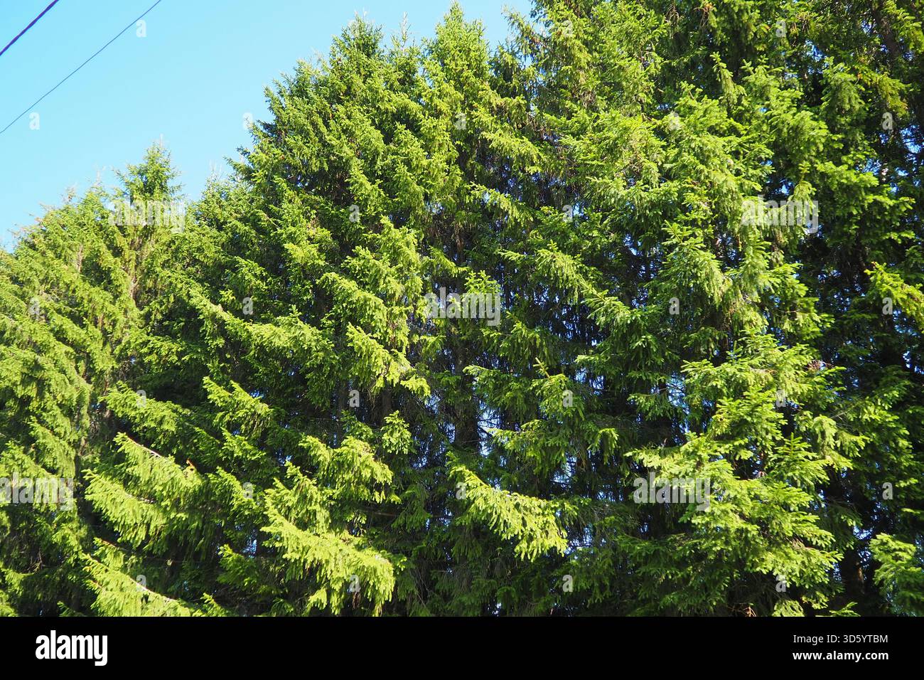 Taiga biome dominated by coniferous forests. Picea spruce, genus of ...