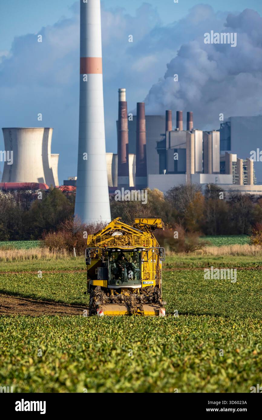 Zuckerrübenernte, mit einem automatischen, Digitalisiertem ...
