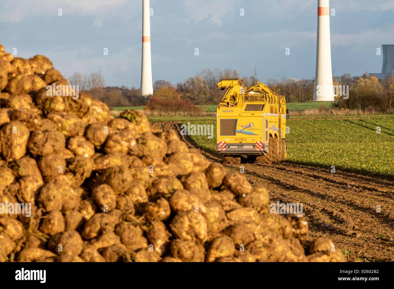 Zuckerrübenernte, mit einem automatischen, Digitalisiertem ...
