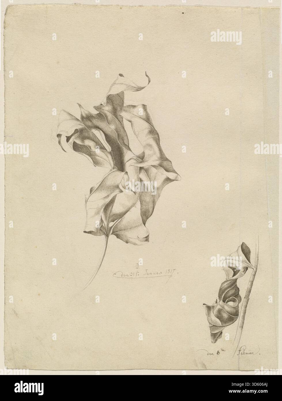 Friedrich Olivier's 1817 drawing 'Shriveled Leaves' shows detailed ...
