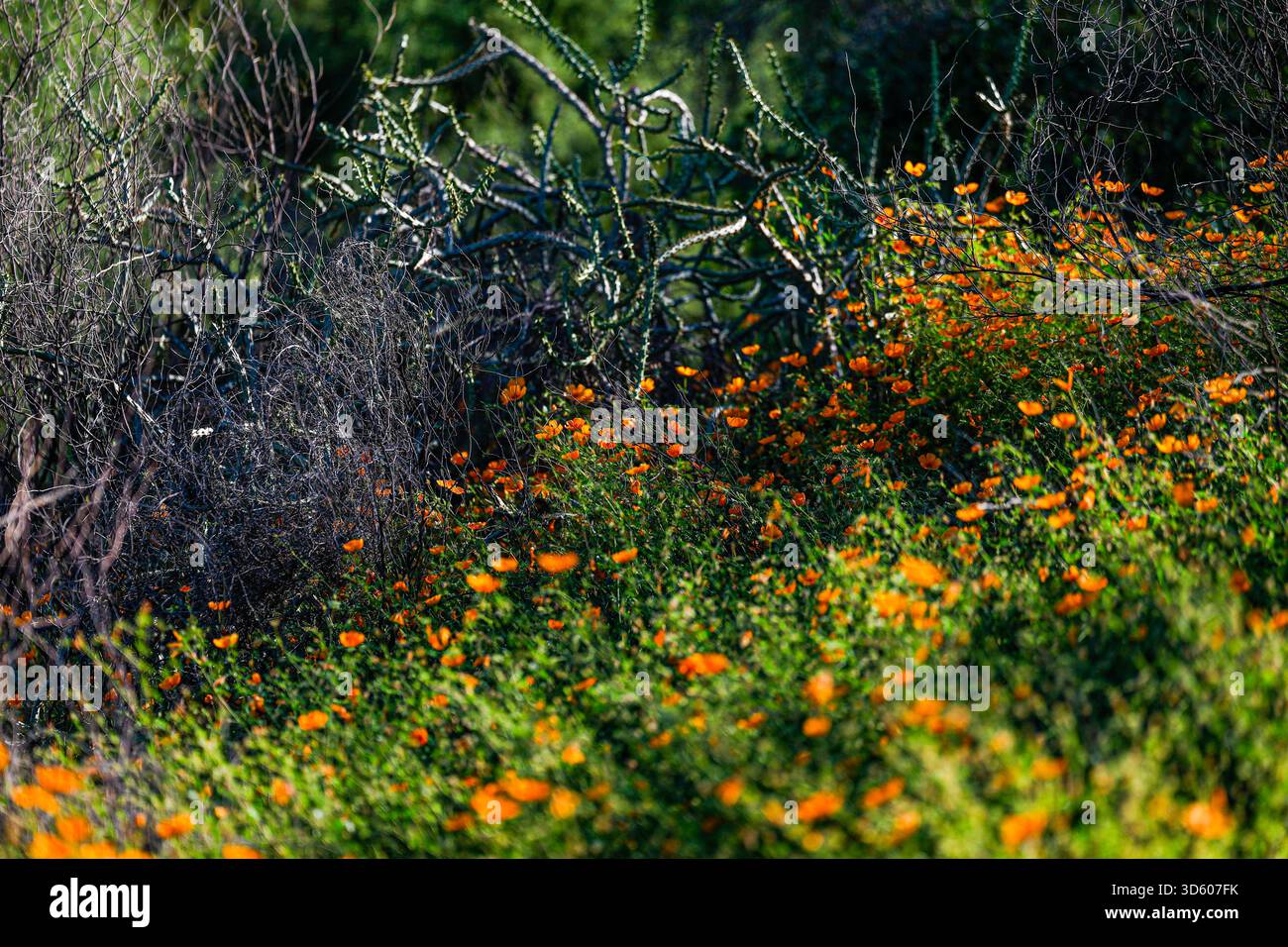 Cerro Johnson, also known as Cerro del Bachoco, Hermosillo, Mexico ...