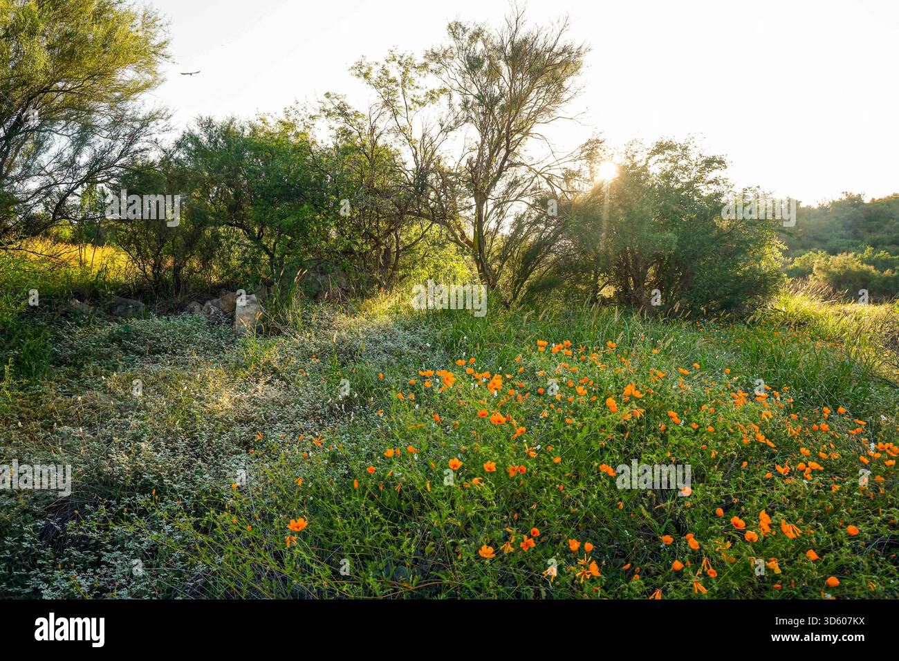 Cerro Johnson, also known as Cerro del Bachoco, Hermosillo, Mexico ...