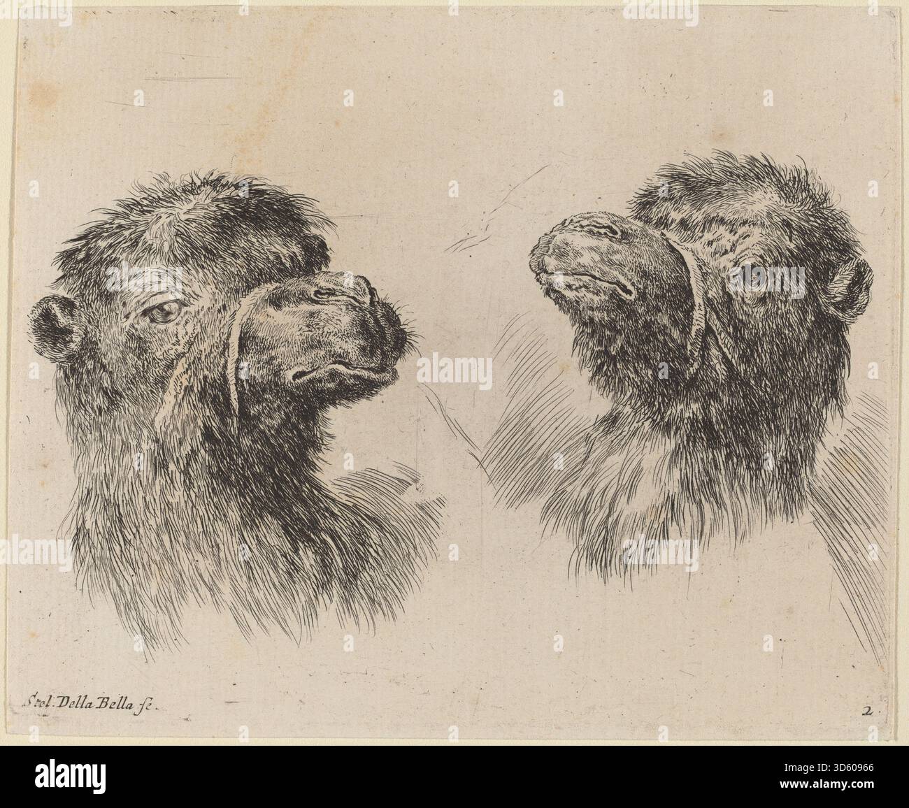 Shows two camel heads with detailed features and texture, using 1649 ...