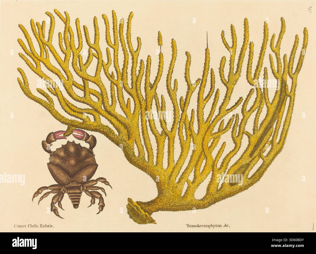 Illustration of the Red Clawed Crab (Cancer erythropus) by Mark Catesby ...