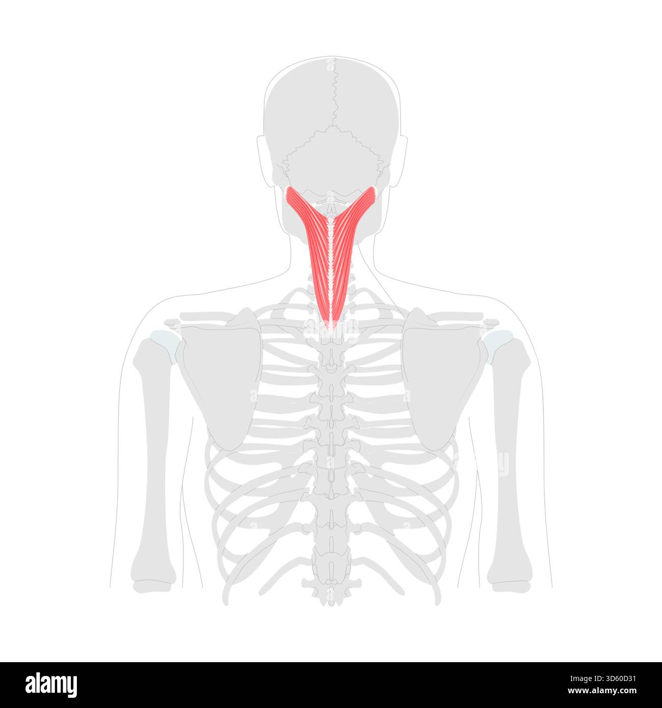 Head and shoulder bone Stock Vector Images - Alamy