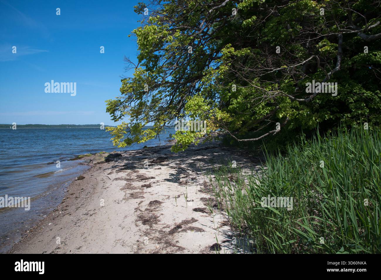 Reddevitzer Höft is a four kilometer long peninsula in the southeast of ...