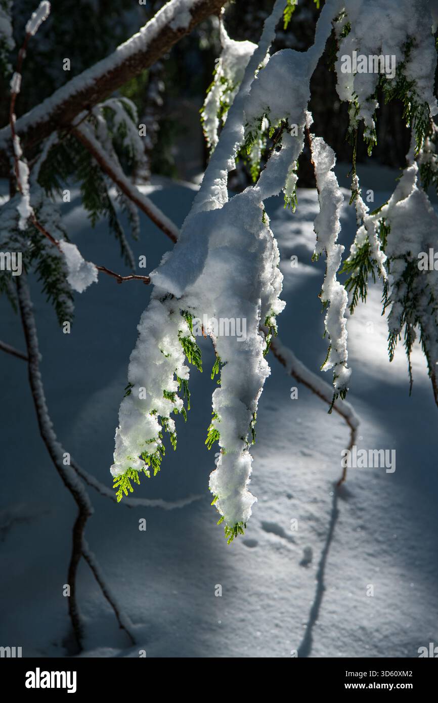 Winter scene with evergreen branches draped in fresh, powdery snow ...