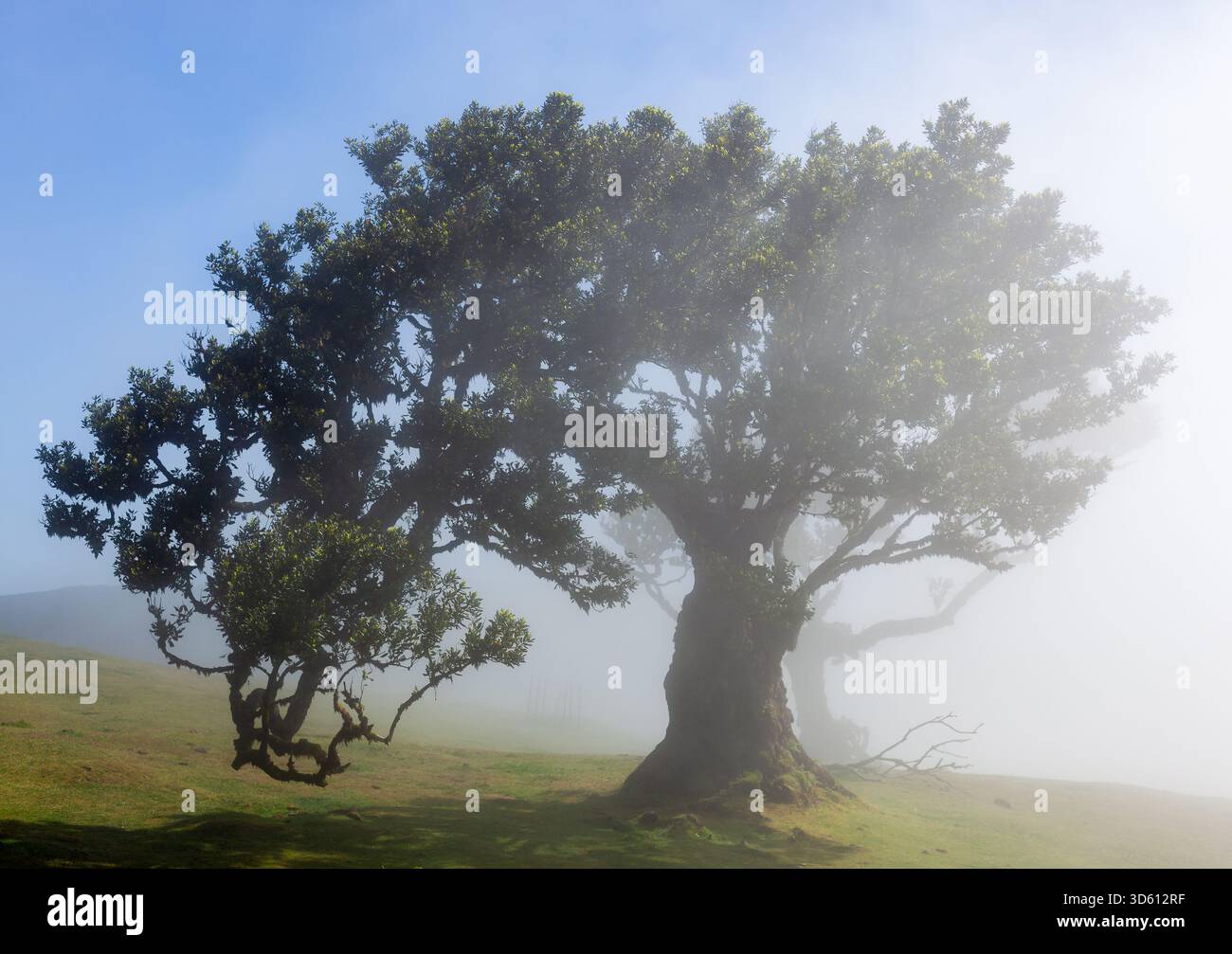 Ancient tree in the misty Fanal Forest, Madeira Island, Portugal Stock ...