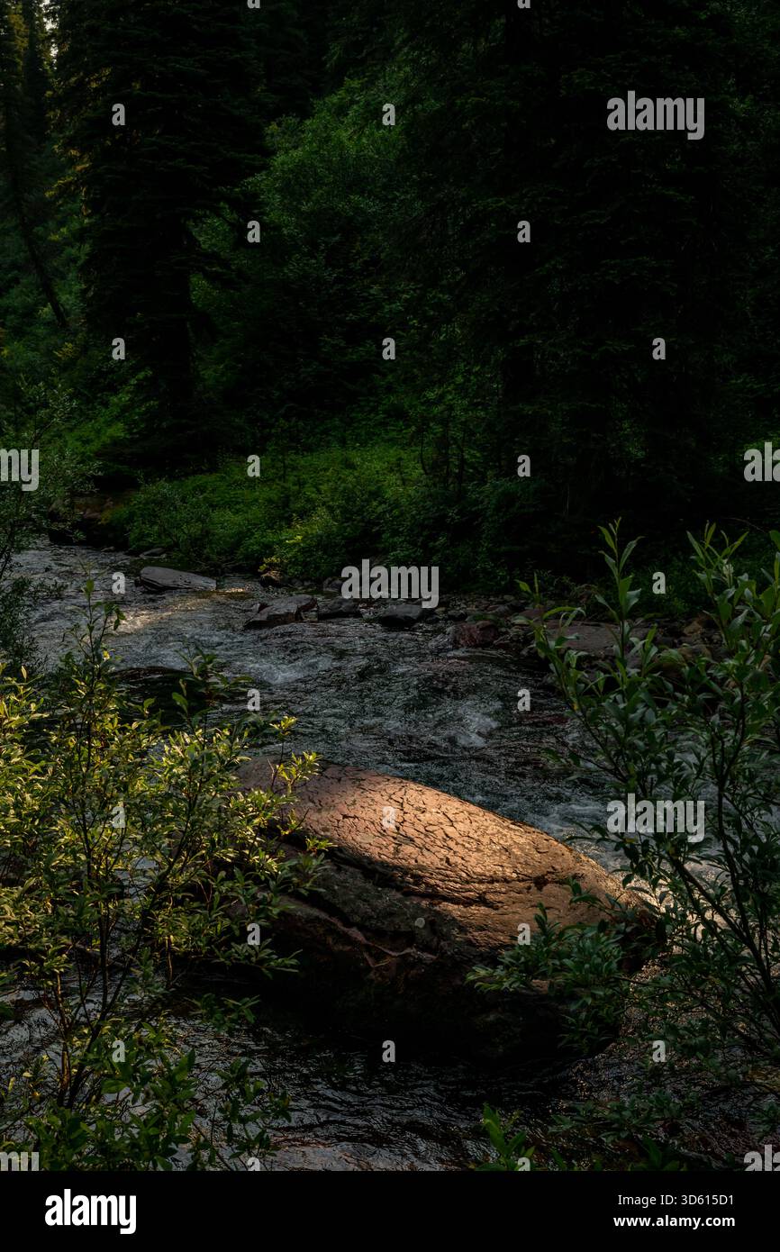 Small Pool Of Light On Rock In The Middle Of Rushing Creek in Glacier ...