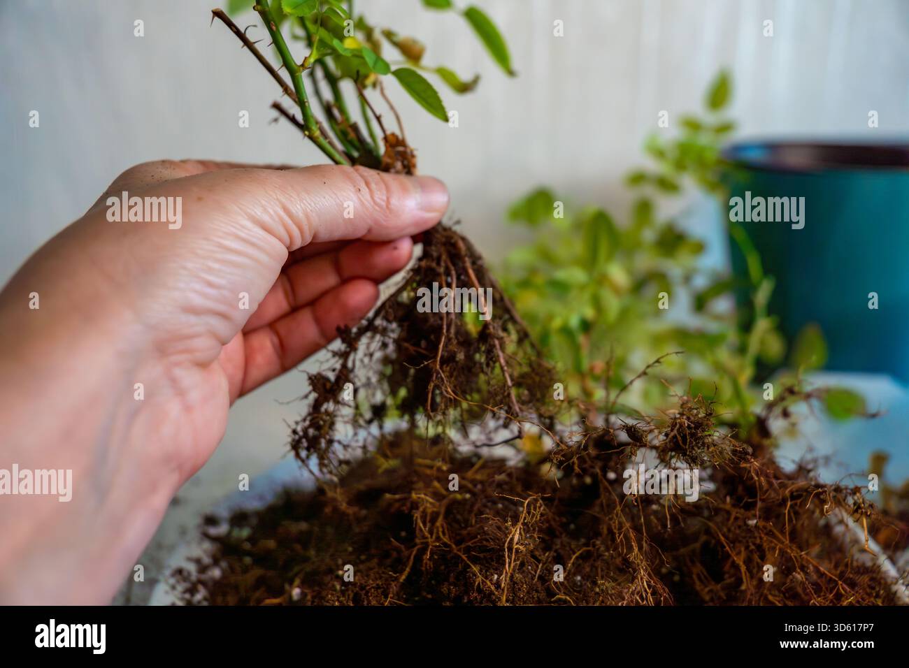 Transplanting mini-roses into a larger pot at home Stock Photo - Alamy