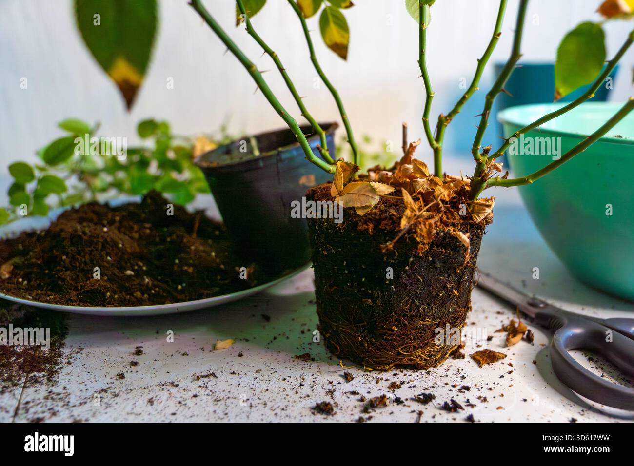 Transplanting mini-roses into a larger pot at home Stock Photo - Alamy