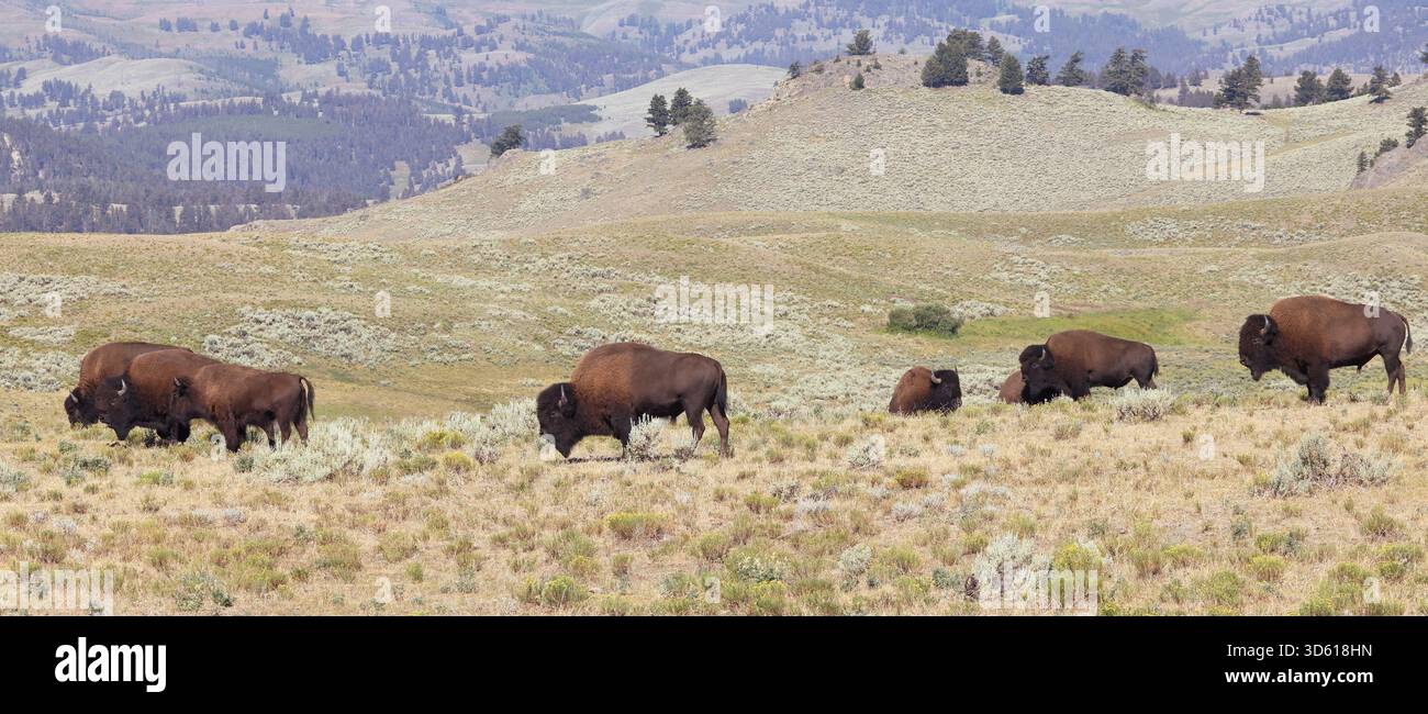 Bisons in summer field hi-res stock photography and images - Alamy