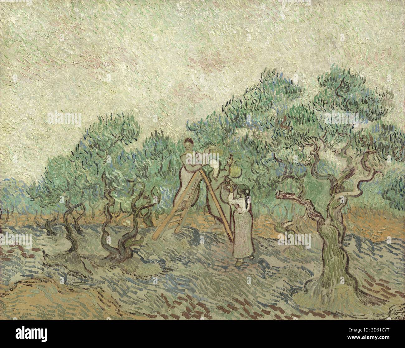An 1889 painting by Vincent van Gogh showing an olive orchard with rows ...