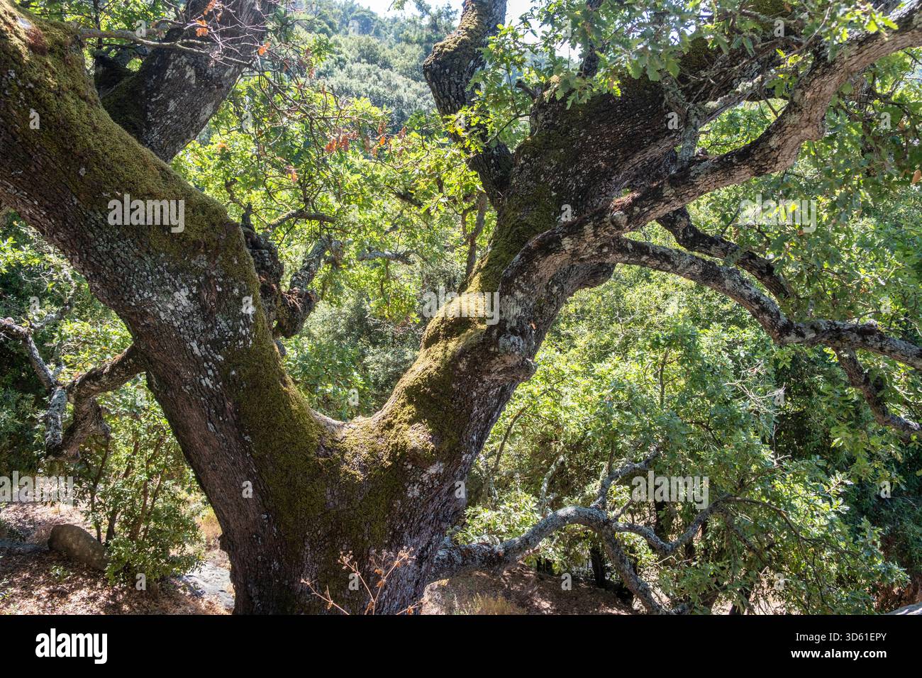 Mossy oak tree limbs spreading in warm summer daylight Stock Photo - Alamy